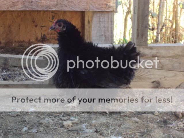 "Fuglyette"~~Black Frizzle Bantam Cochin pullet | BackYard Chickens - Learn How to Raise Chickens