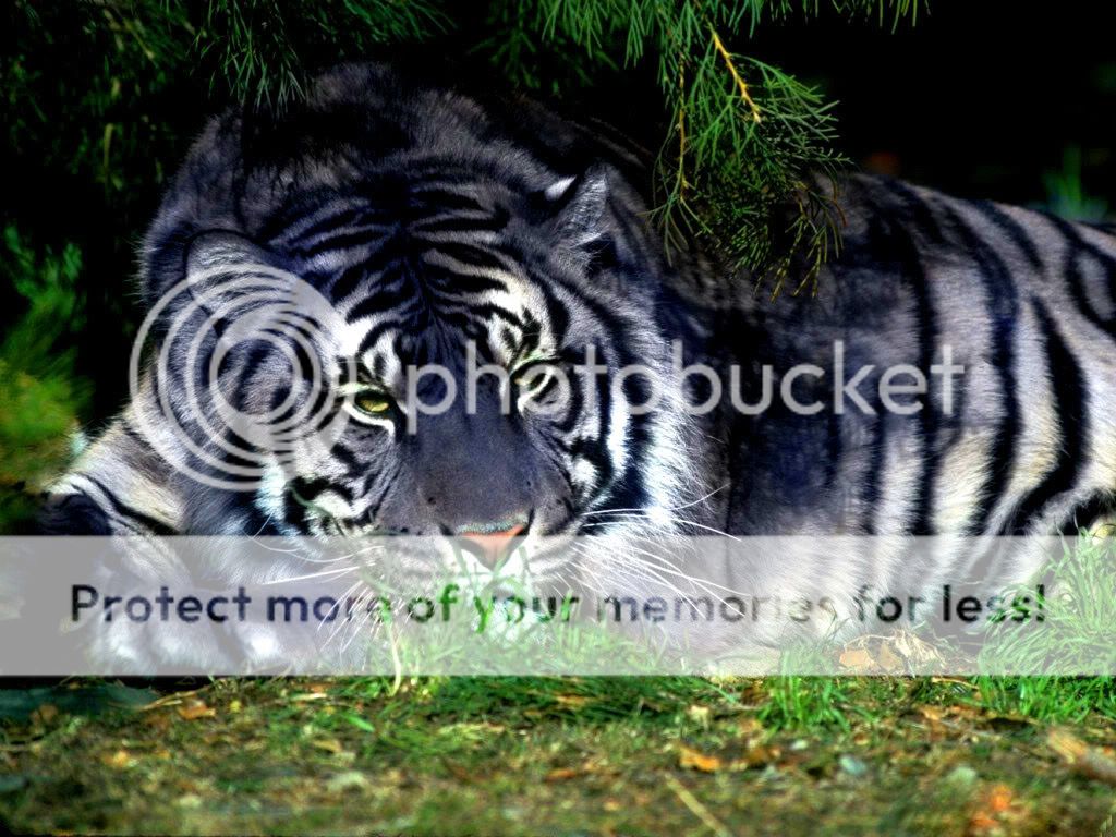 Viewing Trinite_blackdragon's profile | Profiles v2 | Gaia Online