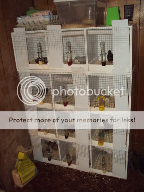 The button quail condo | BackYard Chickens - Learn How to Raise Chickens