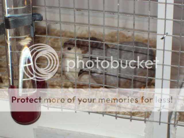 The button quail condo | BackYard Chickens - Learn How to Raise Chickens