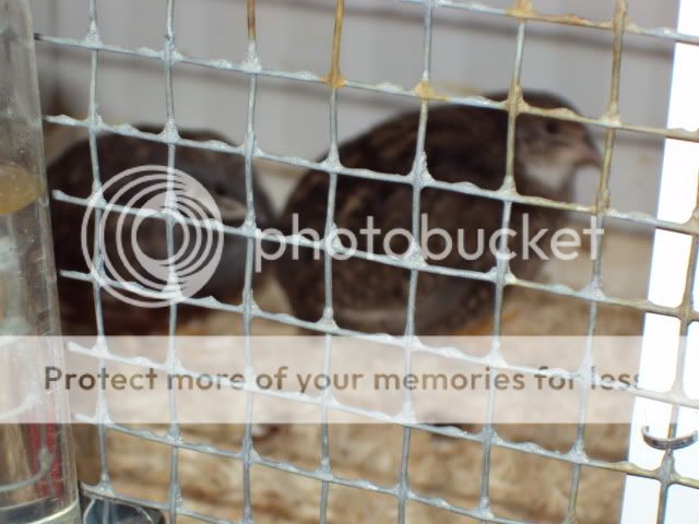 The button quail condo | BackYard Chickens - Learn How to Raise Chickens