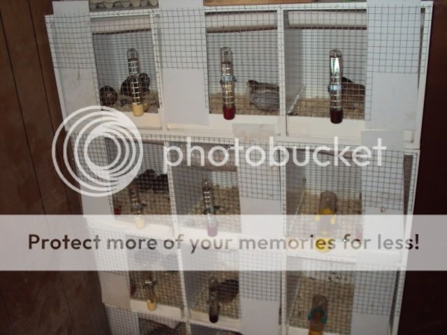 The button quail condo | BackYard Chickens - Learn How to Raise Chickens