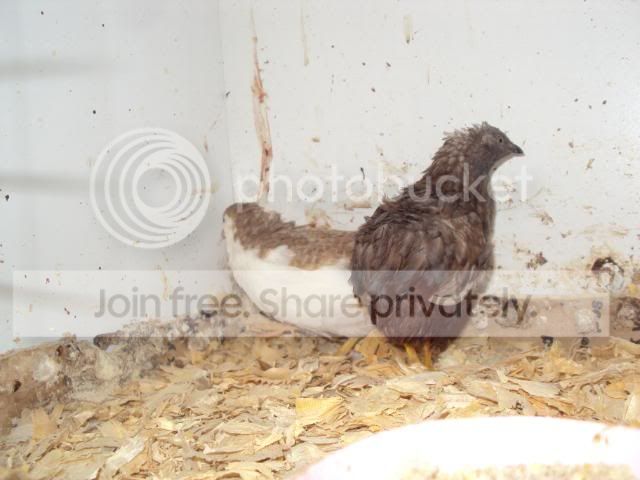 CBB (Button) quail pair: Cinnamon Blueface/Tuxedo Pair | BackYard ...