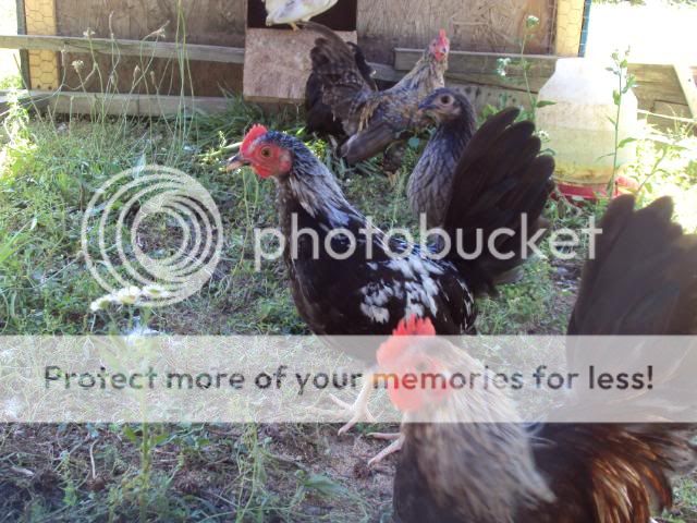Micro Serama pullet~~shipping available | Page 2 | BackYard Chickens ...