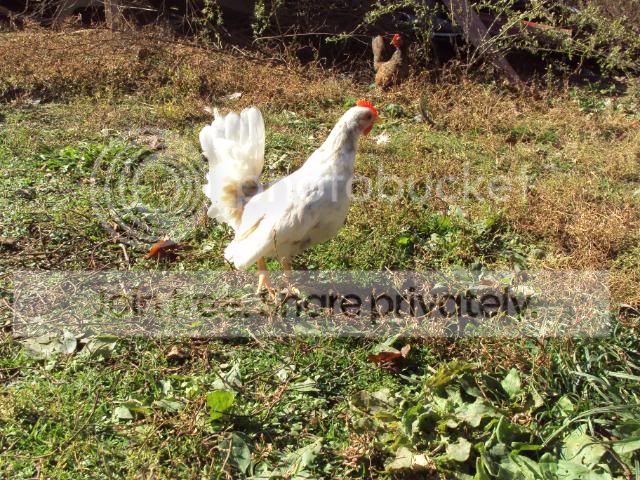 American Serama Cockerels~~choice of 3~~Black, mille fleur, cocopop ...