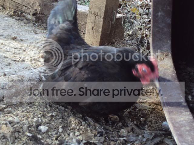 Black American Serama hen ~~11 ounces~~plus FREE rooster! | BackYard ...