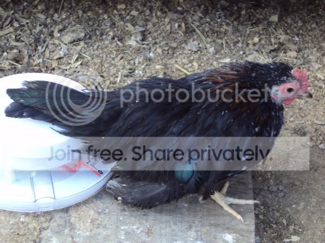 American Serama Cockerels~~choice of 3~~Black, mille fleur, cocopop ...