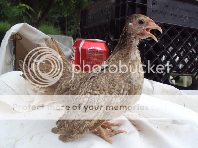 Micro Serama pullet~~shipping available | BackYard Chickens - Learn How ...