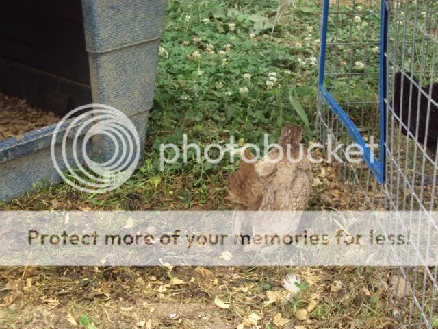 Micro Serama pullet~~shipping available | BackYard Chickens - Learn How ...