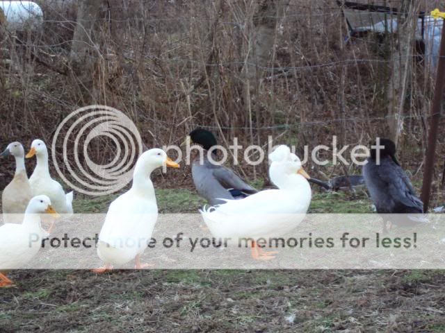 15+ duck eggs (pekin, rouen, runner)--some crested | BackYard Chickens ...